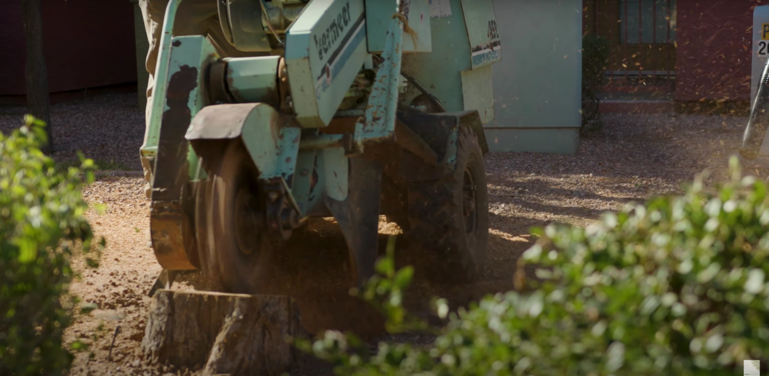 Stump Grinding & Removal Services Mesa | Call Us Today