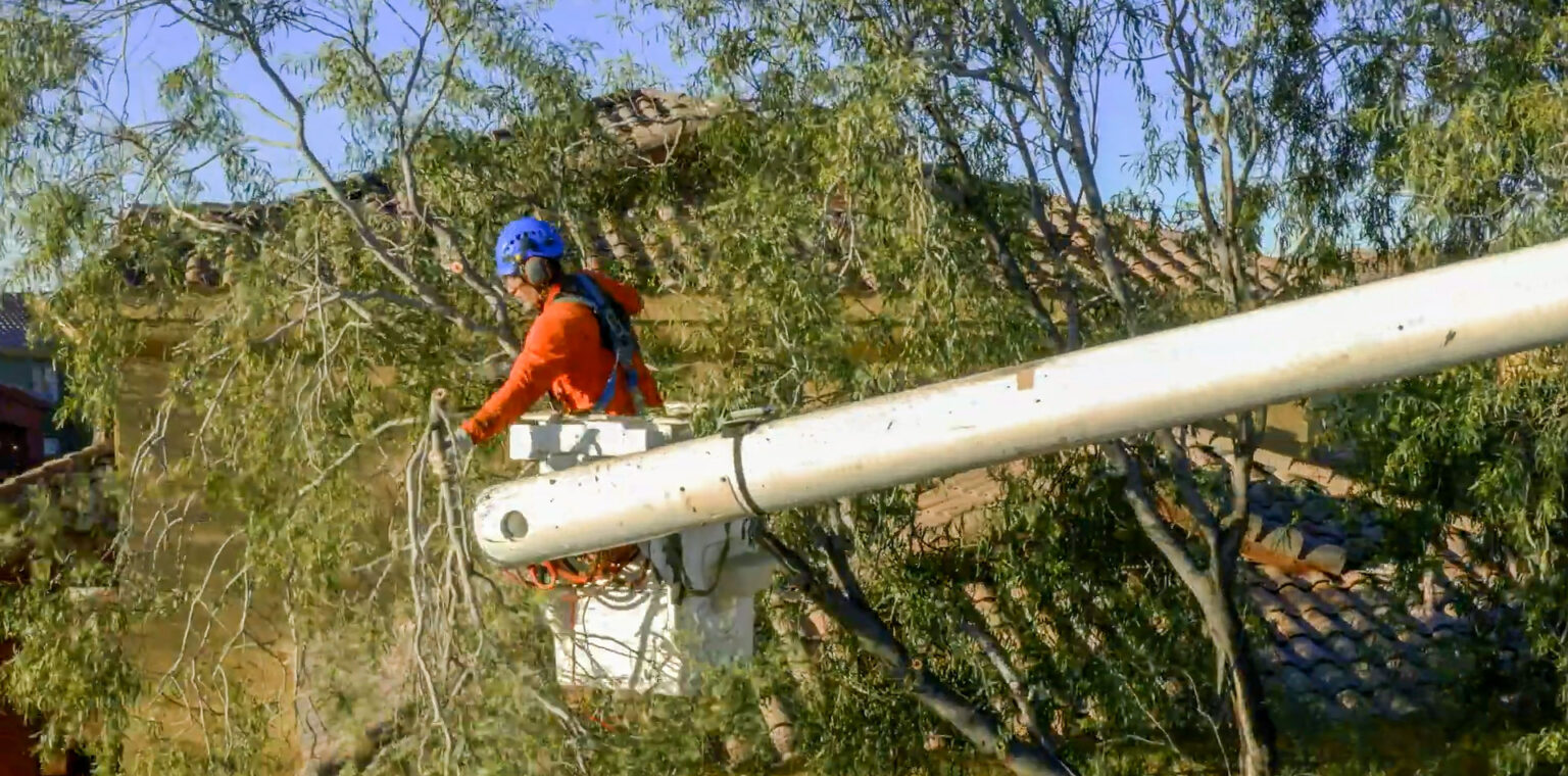 Tree Trimming in Phoenix, AZ | King’s Tree Service, Inc.